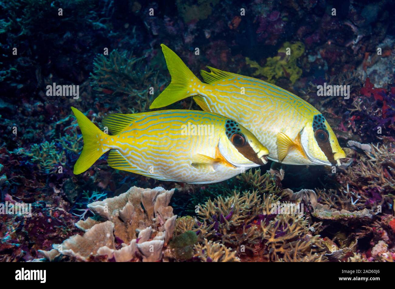 Masked rabbitfish (Siganus puellus) pair. Photographed off West Papua ...
