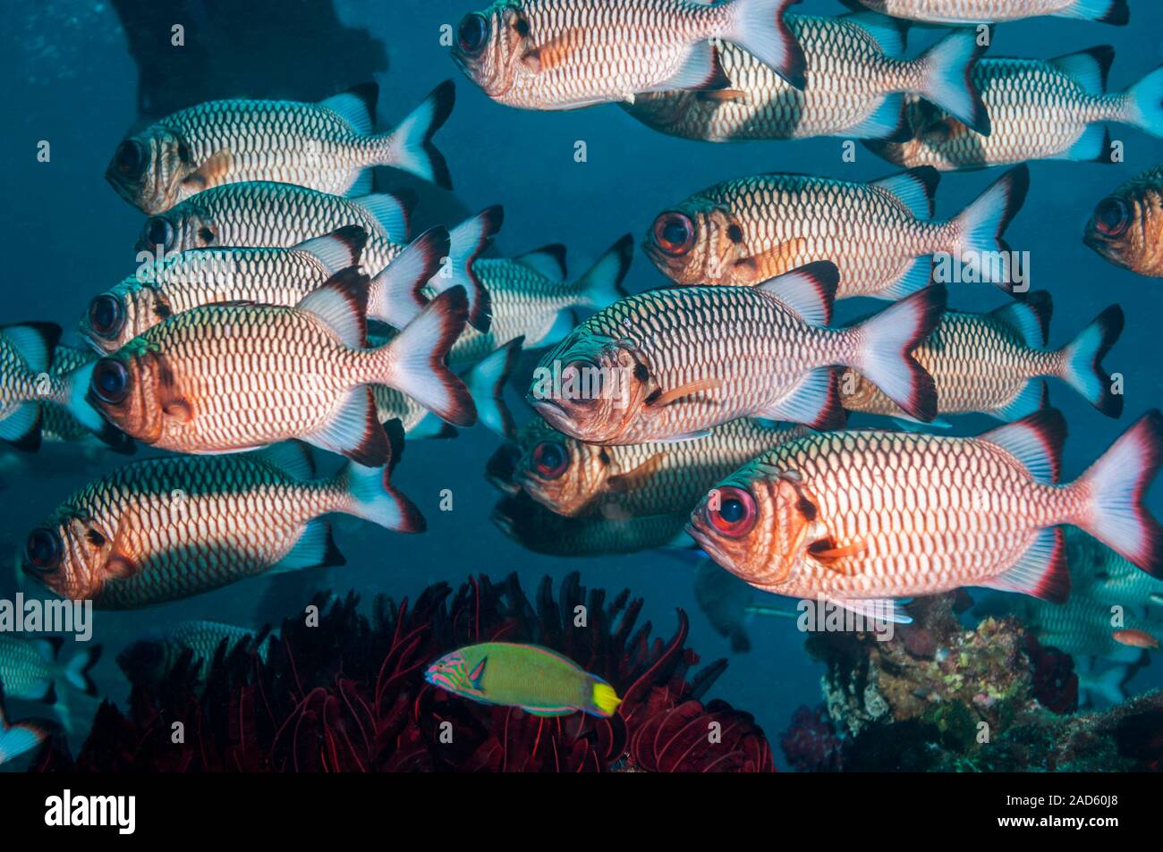 Shadowfin soldierfish (Myripristis adusta). Photographed off West Papua ...