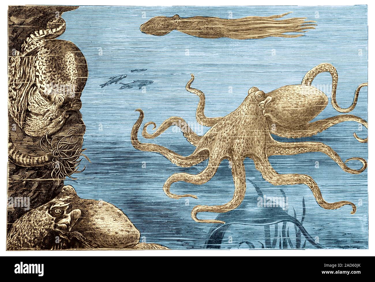 19th century illustration of octopuses, cephalopod molluscs of the ...