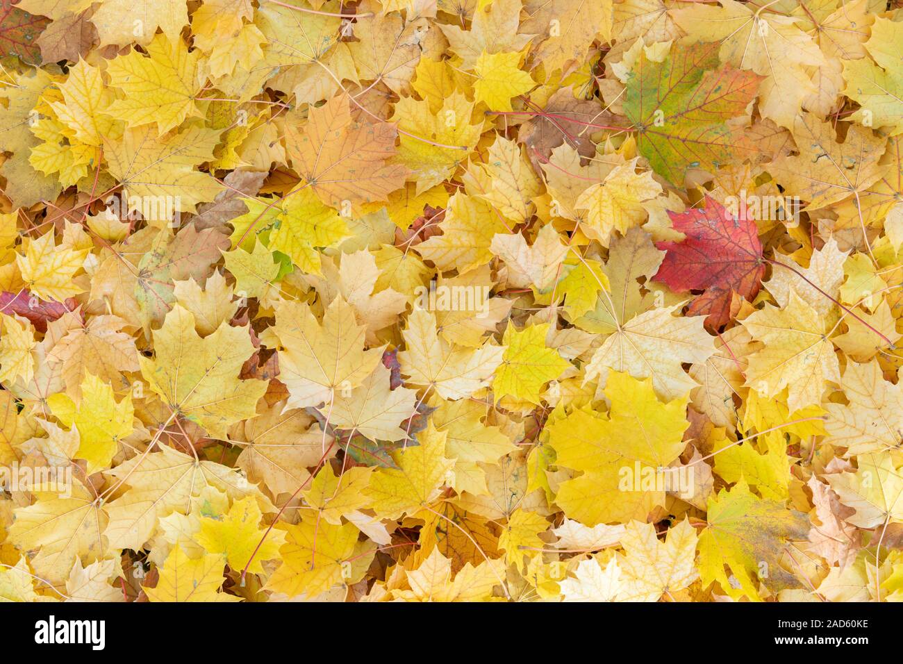 Forest floor with Sugar Maple leaves (Acer saccharum), Fall, Minnesota ...
