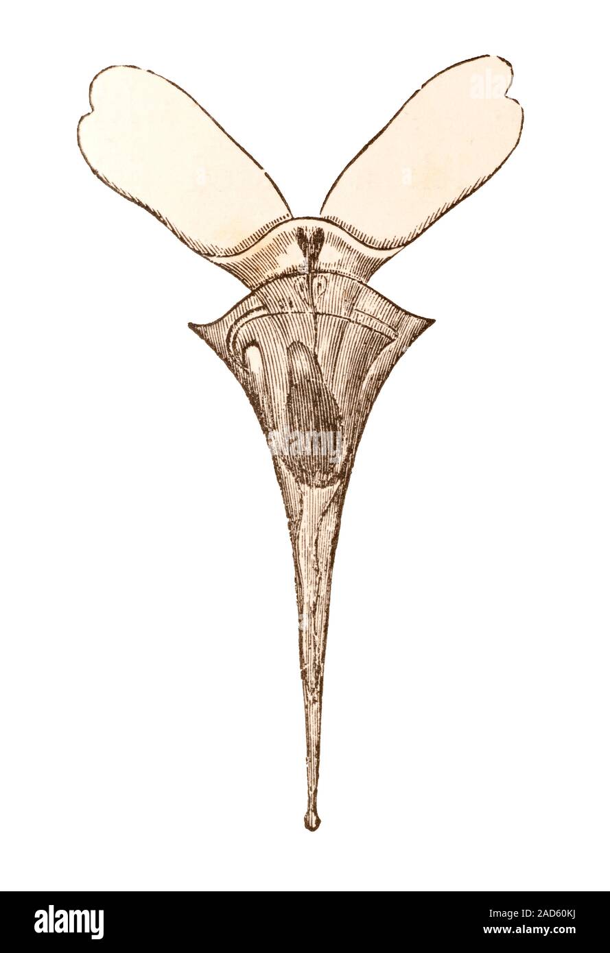 Cleodora is a species of sea butterfly, a floating and swimming sea ...