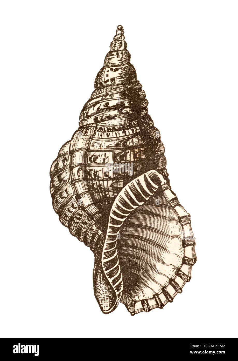 Charonia is a genus of very large sea snail, commonly known as Triton's ...
