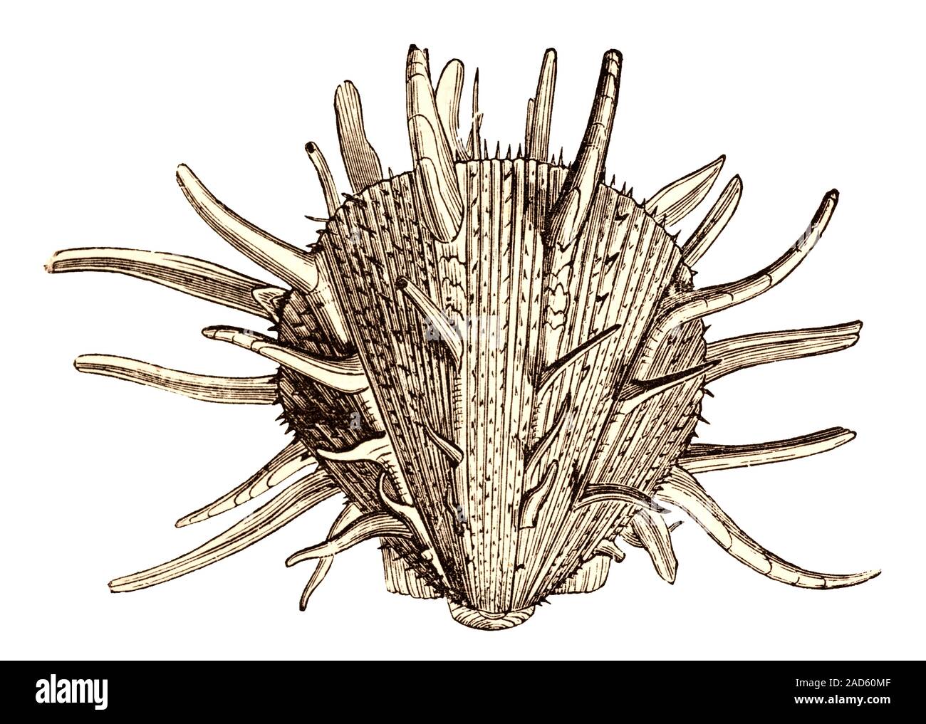 Spondylus is a genus of bivalve molluscs, the only genus in the family ...