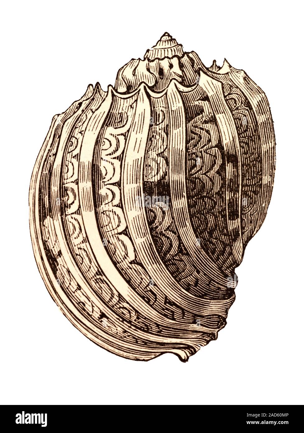 Harpa, or harp snails", is a genus of large predatory sea snails ...