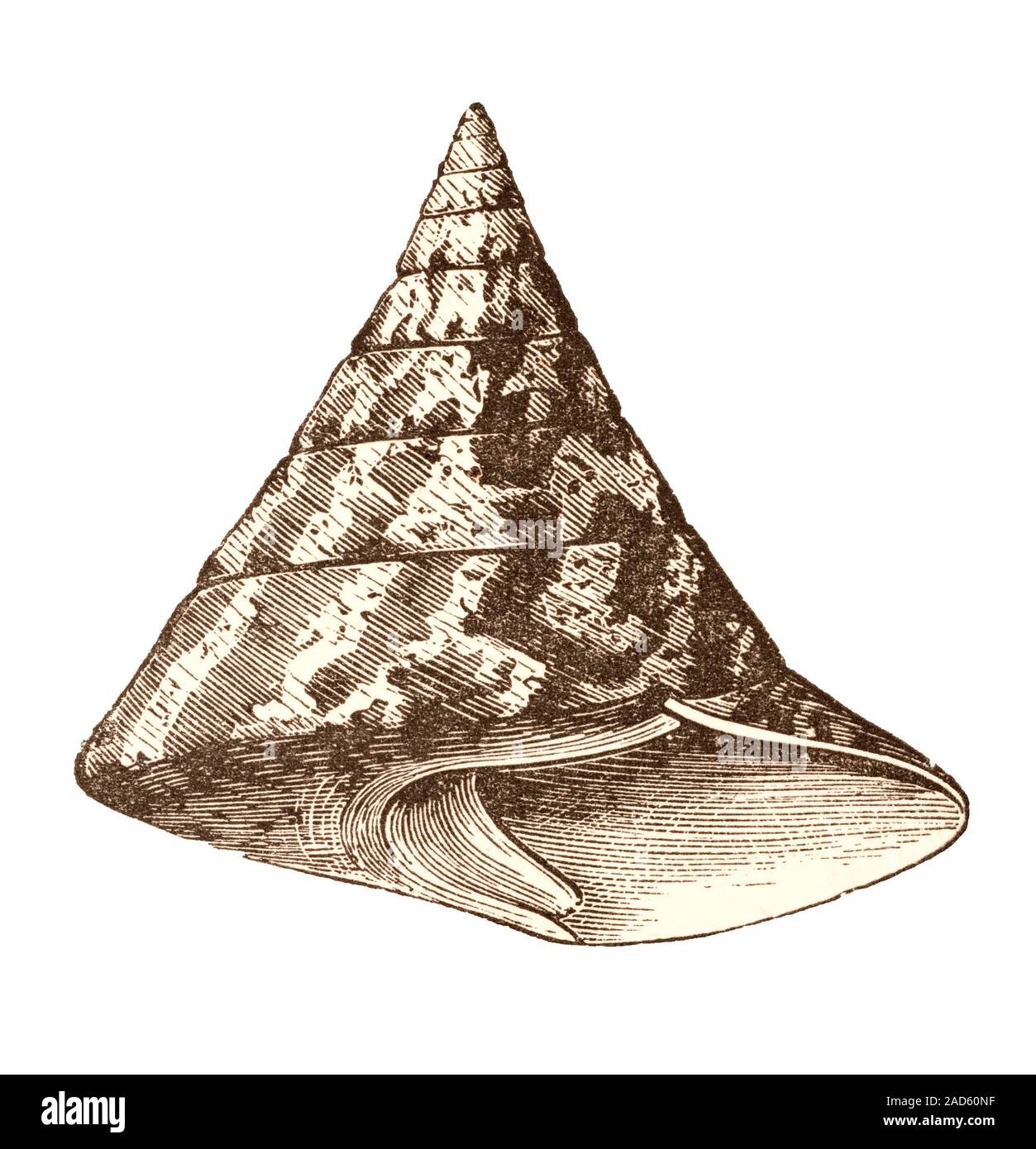 Trochus is a genus of conical-shaped sea snails with an operculum ...
