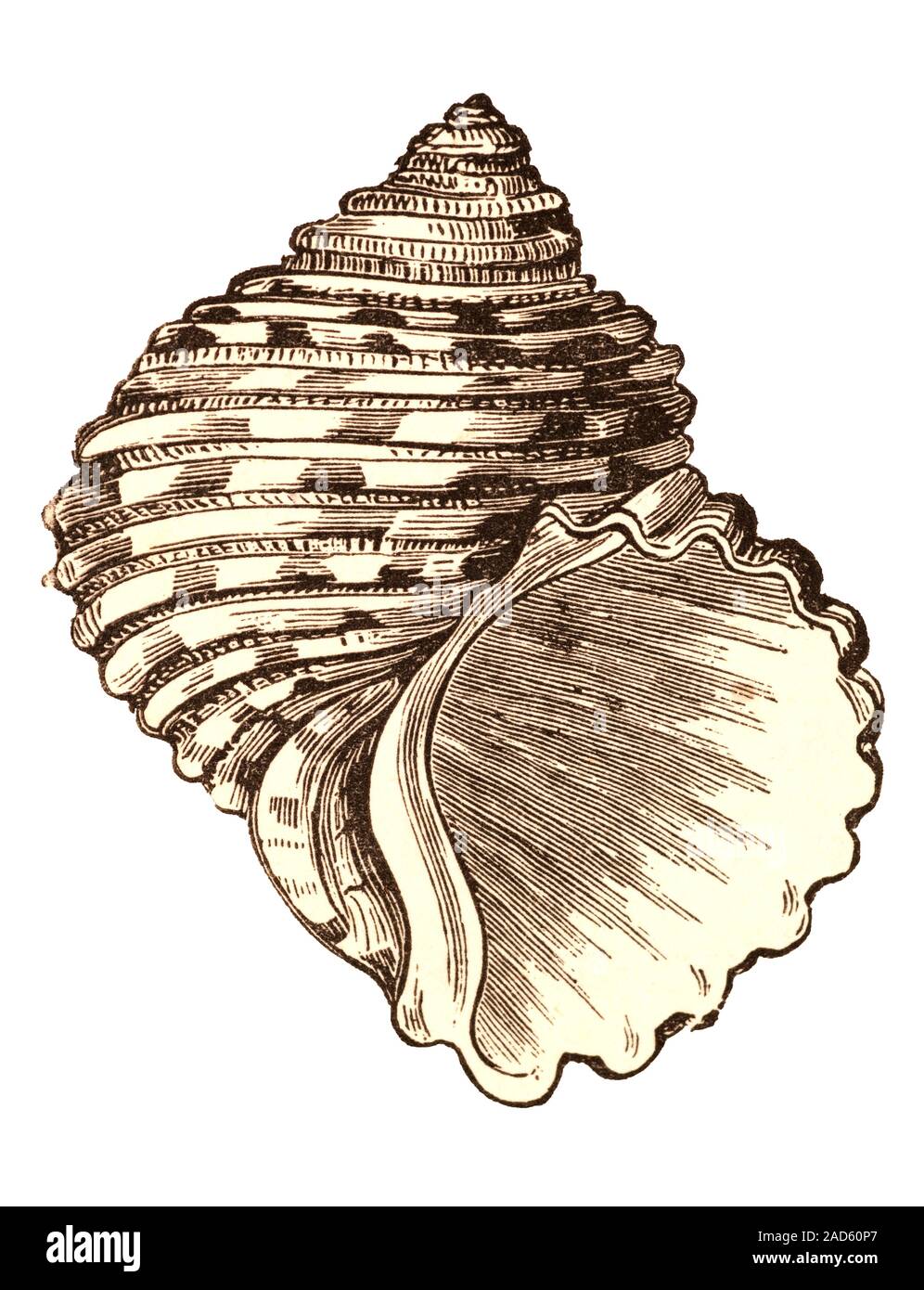 Turbo is a genus of large sea snails with gills and an operculum Stock ...