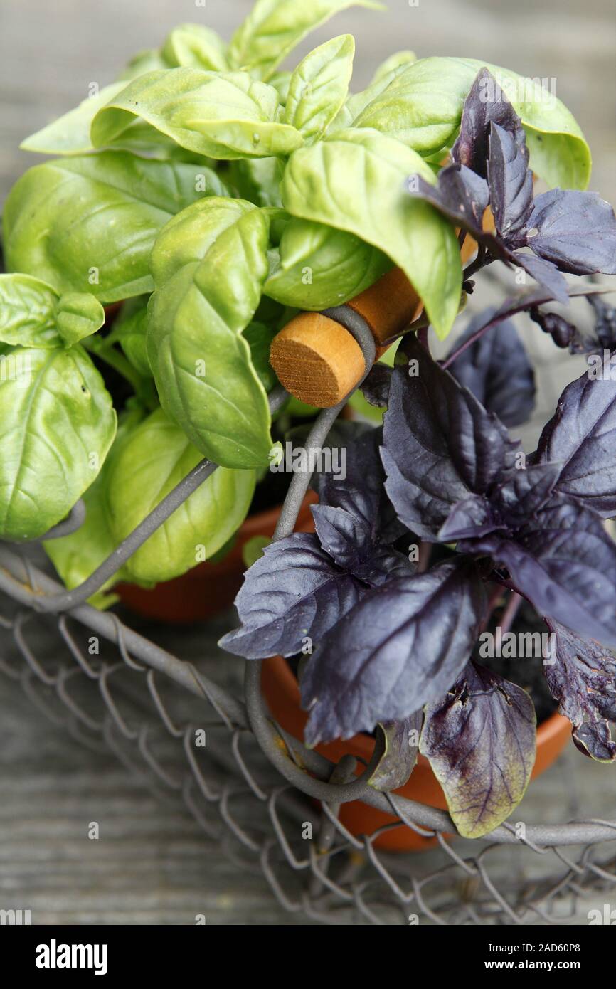 Sown basil hi-res stock photography and images - Alamy