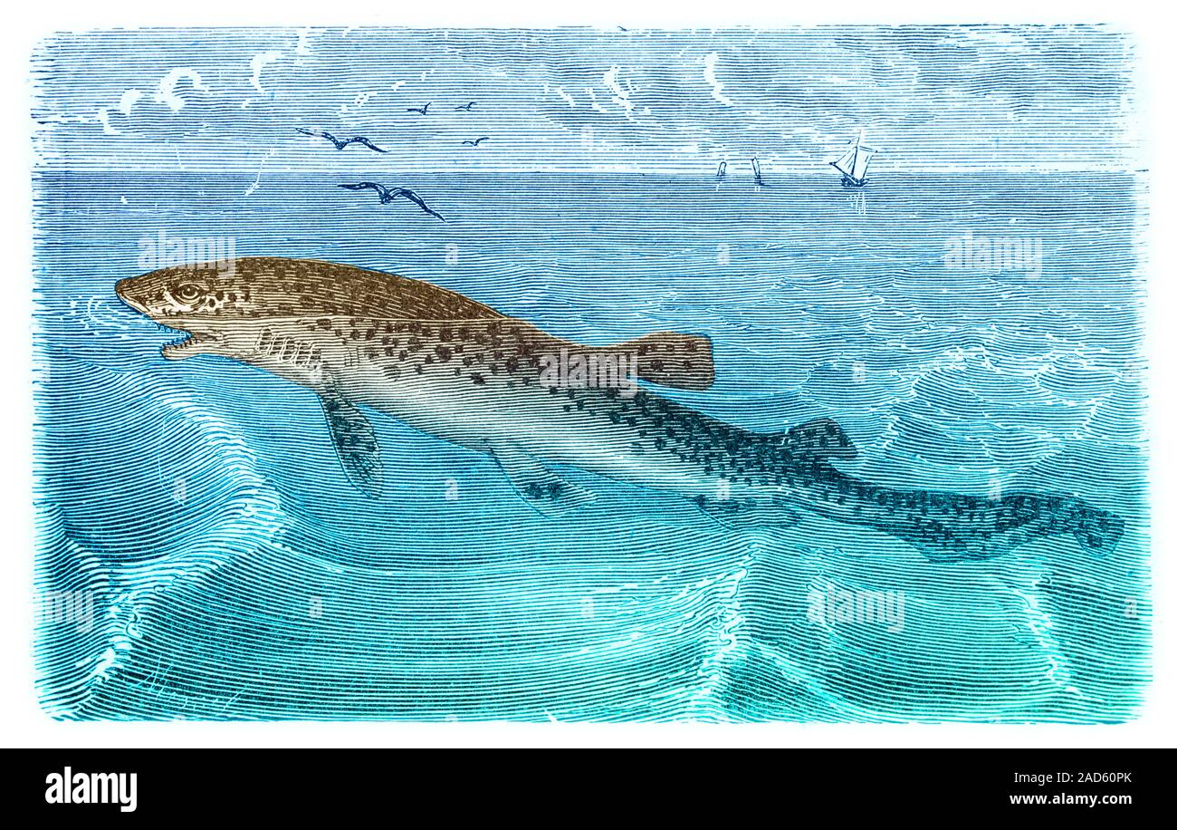 19th century illustration of a dogfish Stock Photo - Alamy