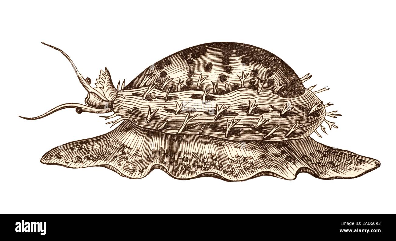 Cowrie is the common name for a group of sea snails, marine gastropod ...