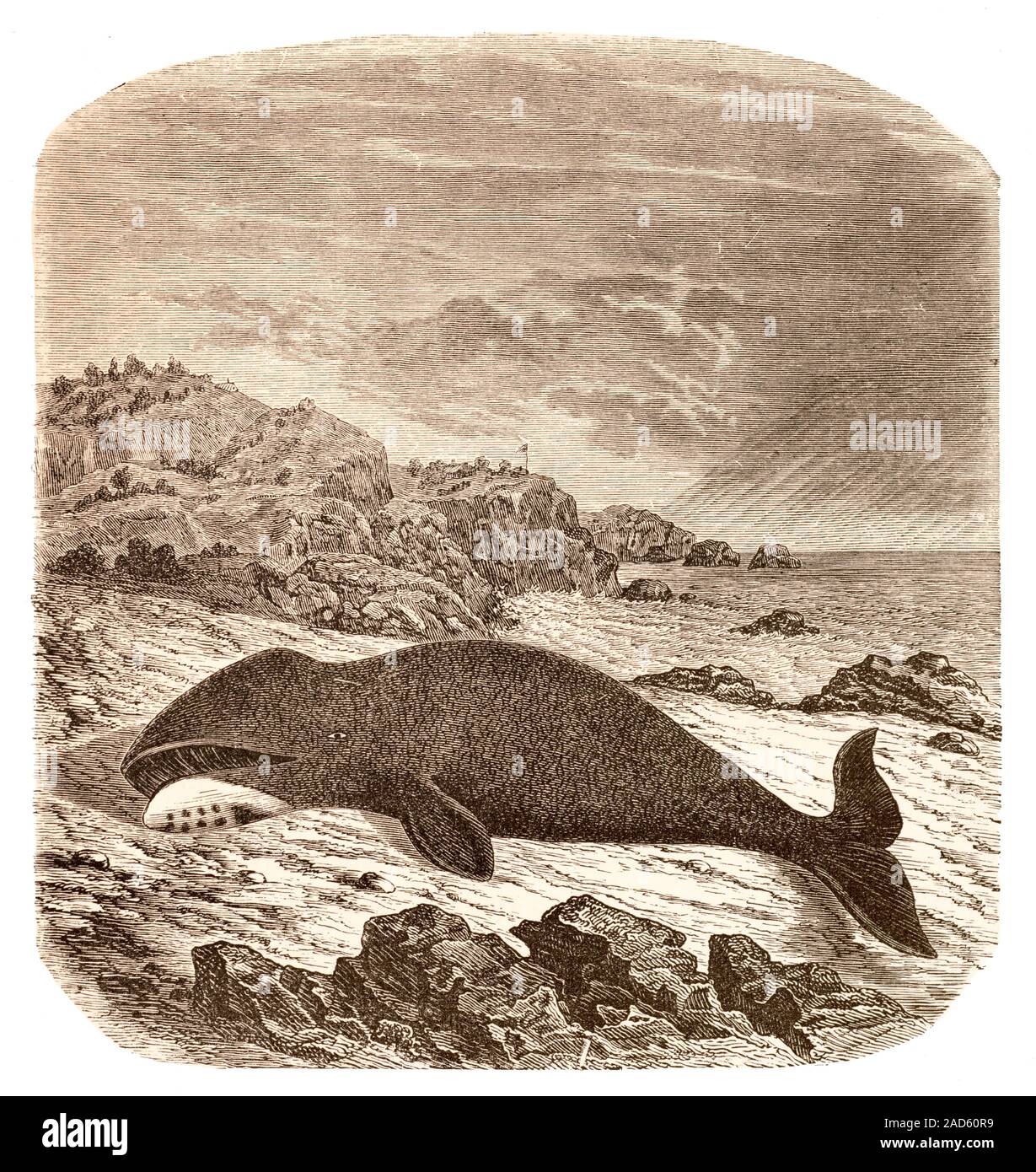 Beached Northern or Bowhead whale, balina mysticetus. Cetaceans ...