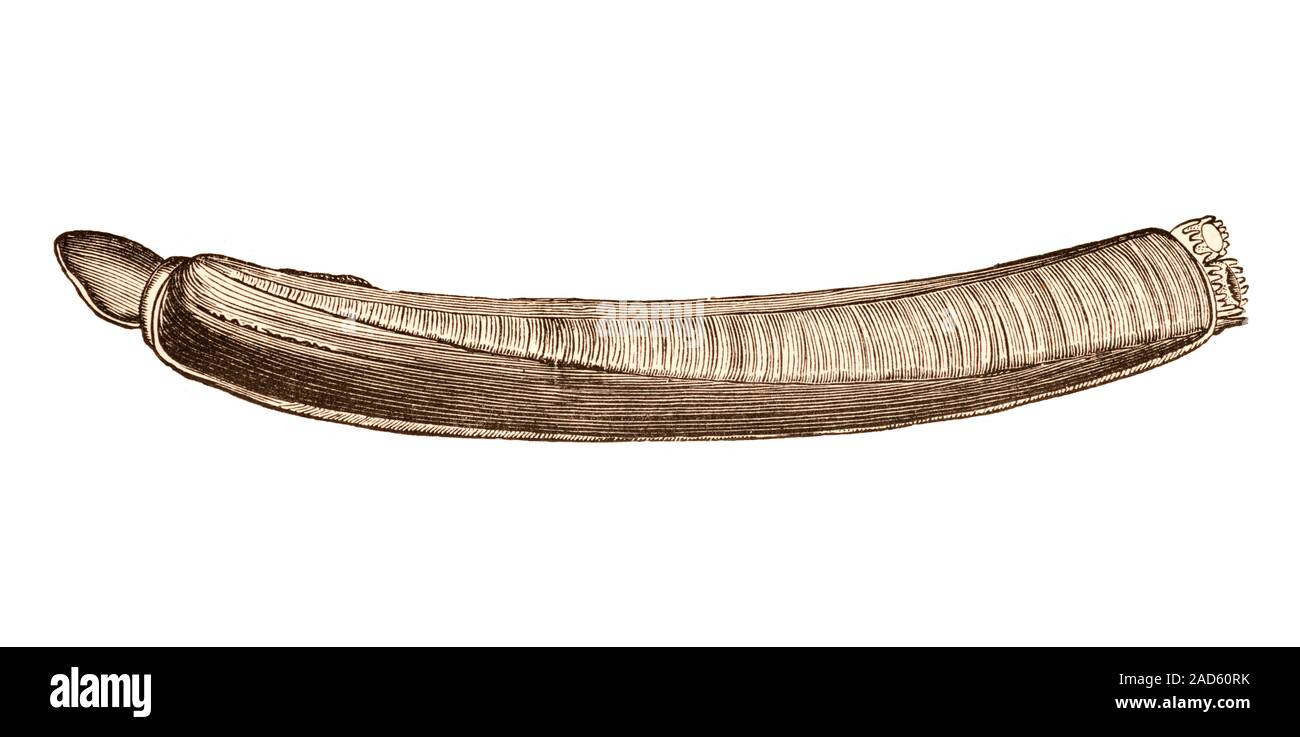 Razor clam is a common name for long, narrow, saltwater clams in the ...