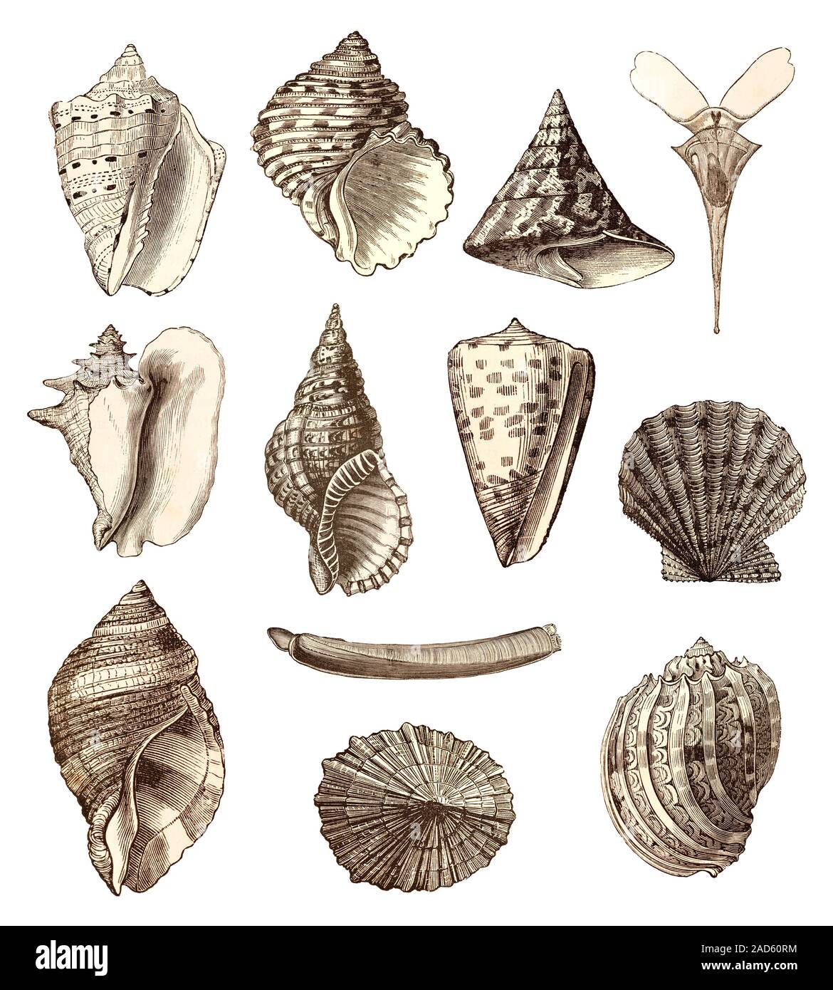 Engravings of common sea shells Stock Photo - Alamy