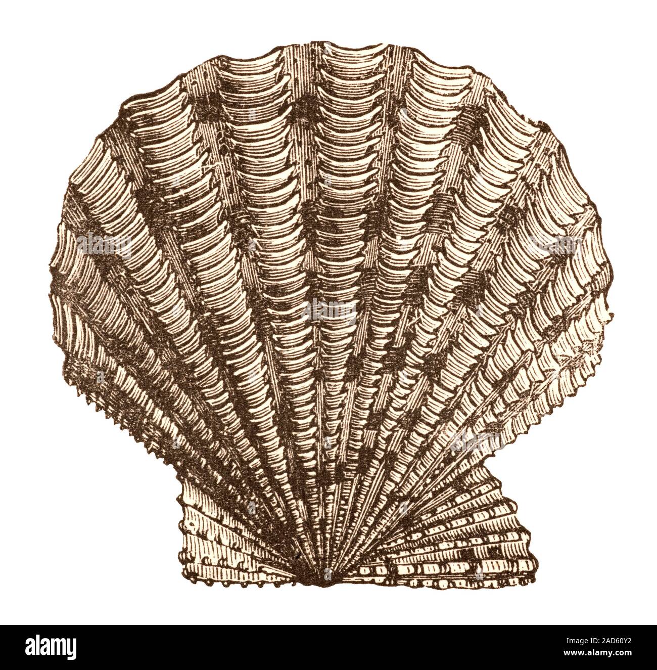 Scallop is the common name for a species of saltwater clams or marine ...