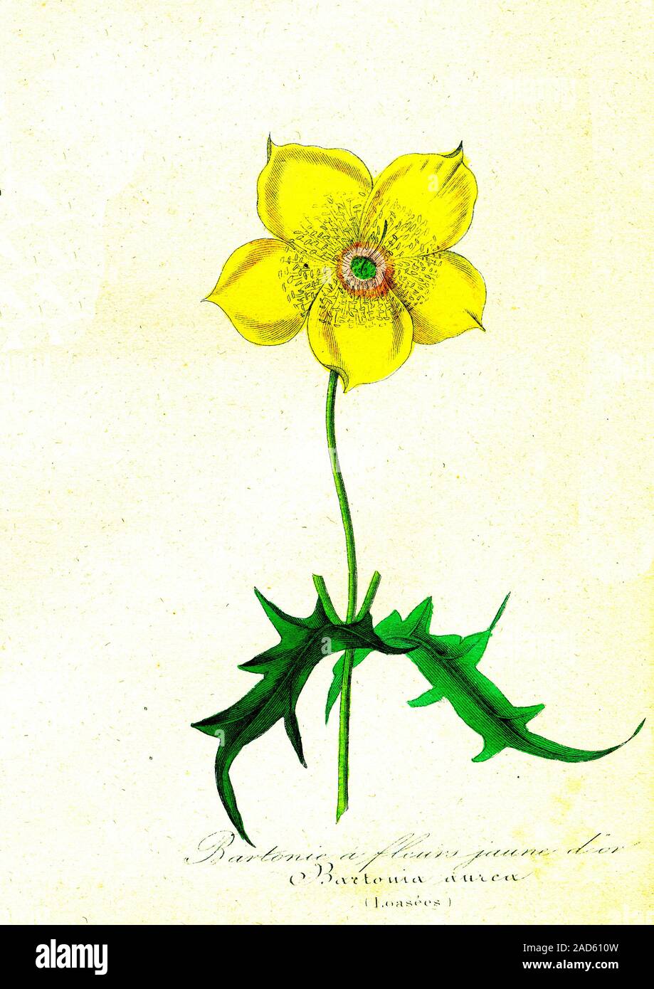 Golden bartonia (Bartonia aurea) in flower. 1855 illustration of a ...