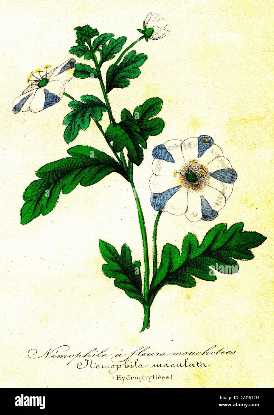 Fivespot (Nemophila maculata) in flower. 1855 illustration of a ...