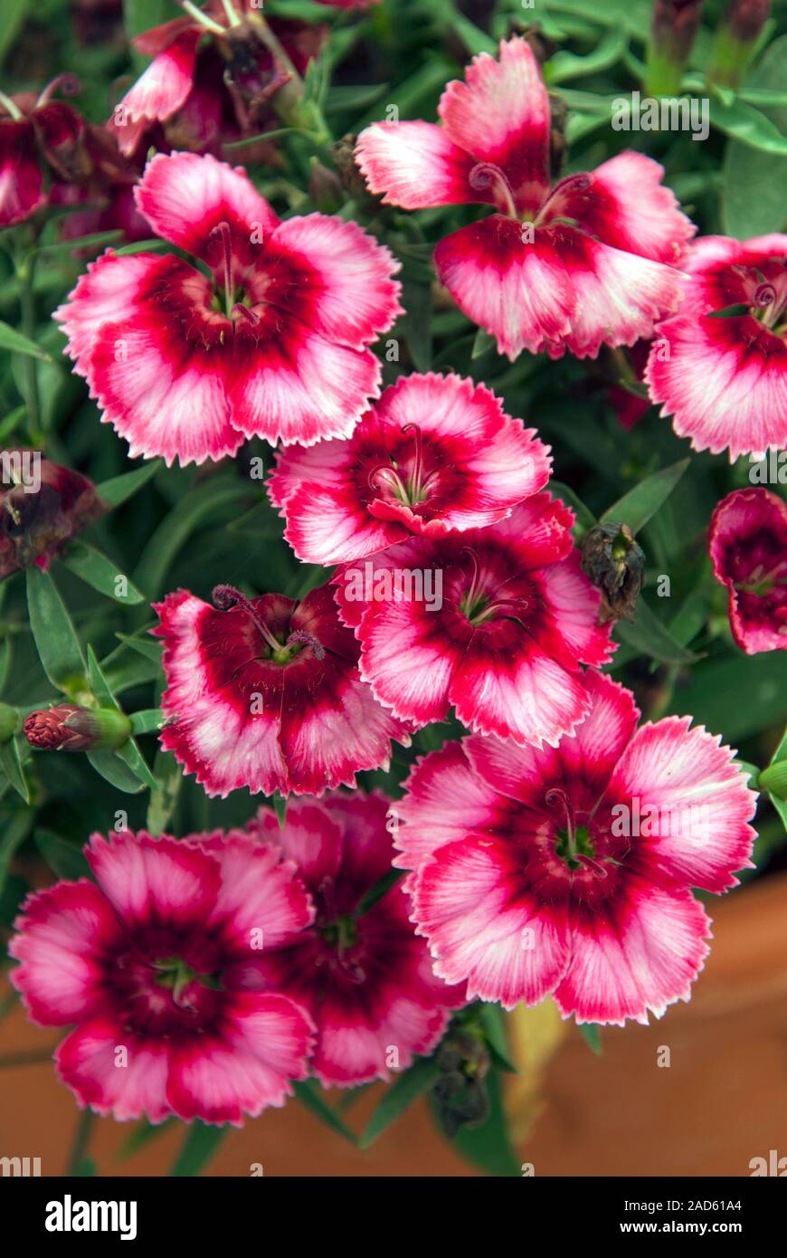 Dianthus 'Super Parfait Raspberry' Stock Photo - Alamy
