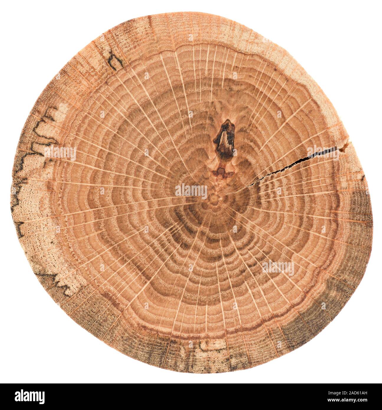 Piece of circular wood stump with cracks and annual rings. Oak tree ...