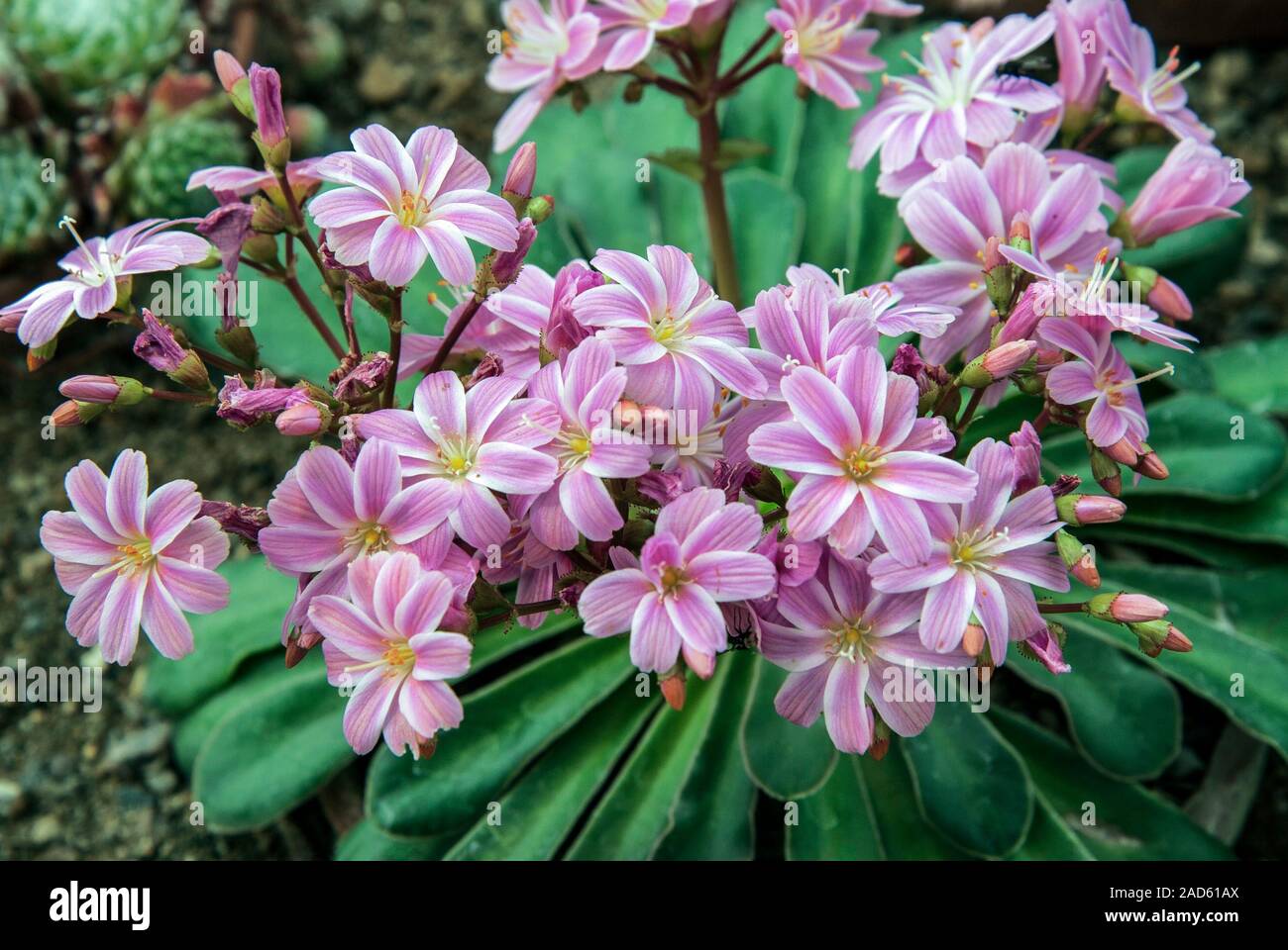 Lewisia cotyledon 'Elise' Stock Photo - Alamy