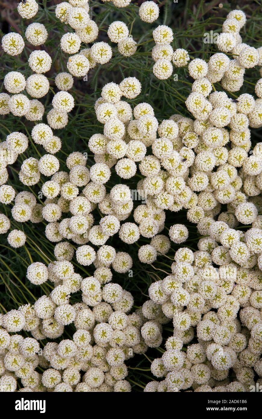 Santolina pinnata neapolitana 'Edward Bowles' Stock Photo - Alamy