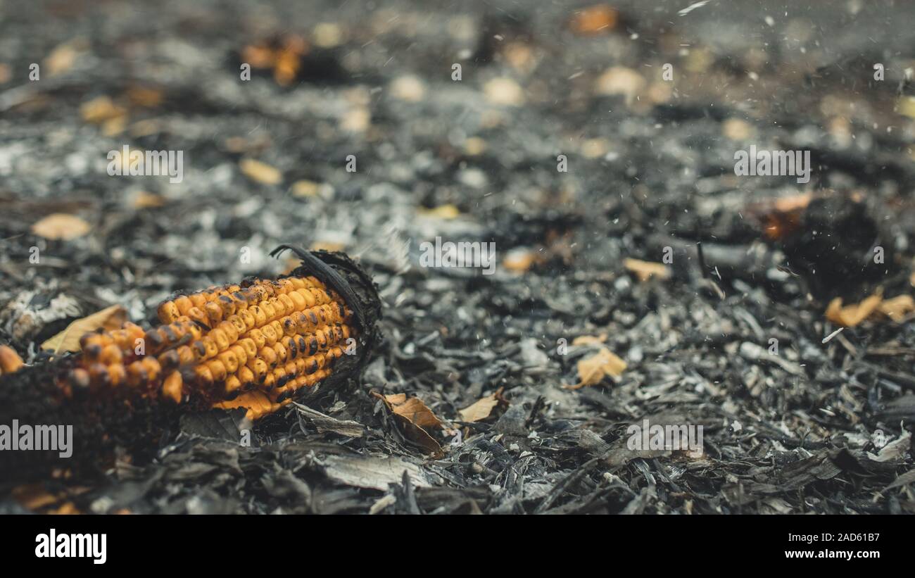 Corn clip on an irresponsibly burnt field turned to ashes. Burnt corn ...