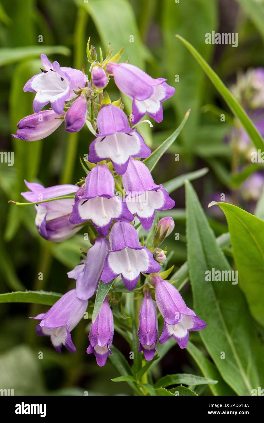 Penstemon x mexicale 'Carillo Purple' Stock Photo - Alamy