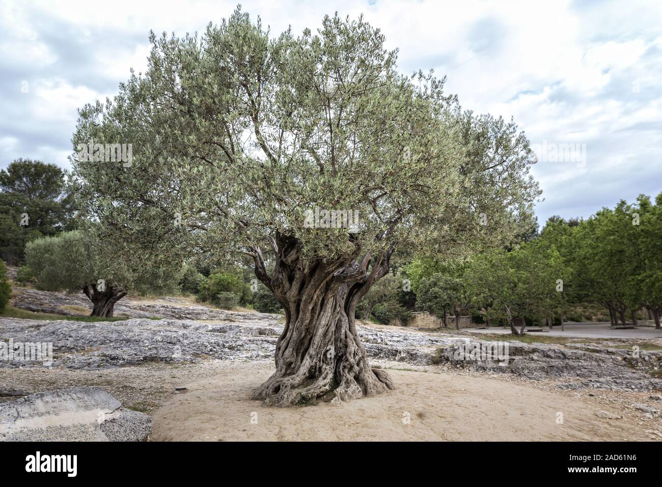 Ancient olive tree in France Stock Photo - Alamy