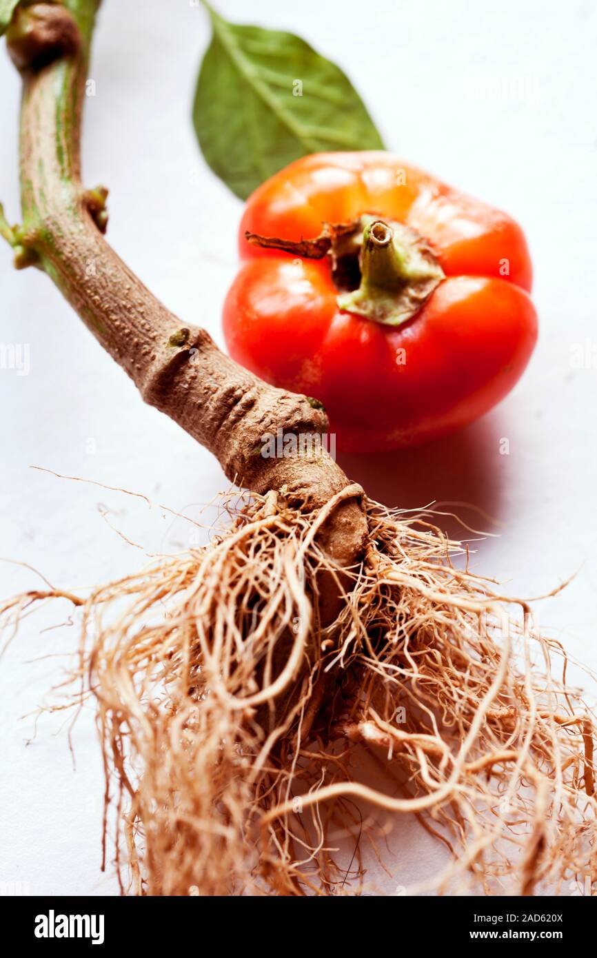 Grafted chilli pepper fruit and rooting system. This plant and its ...