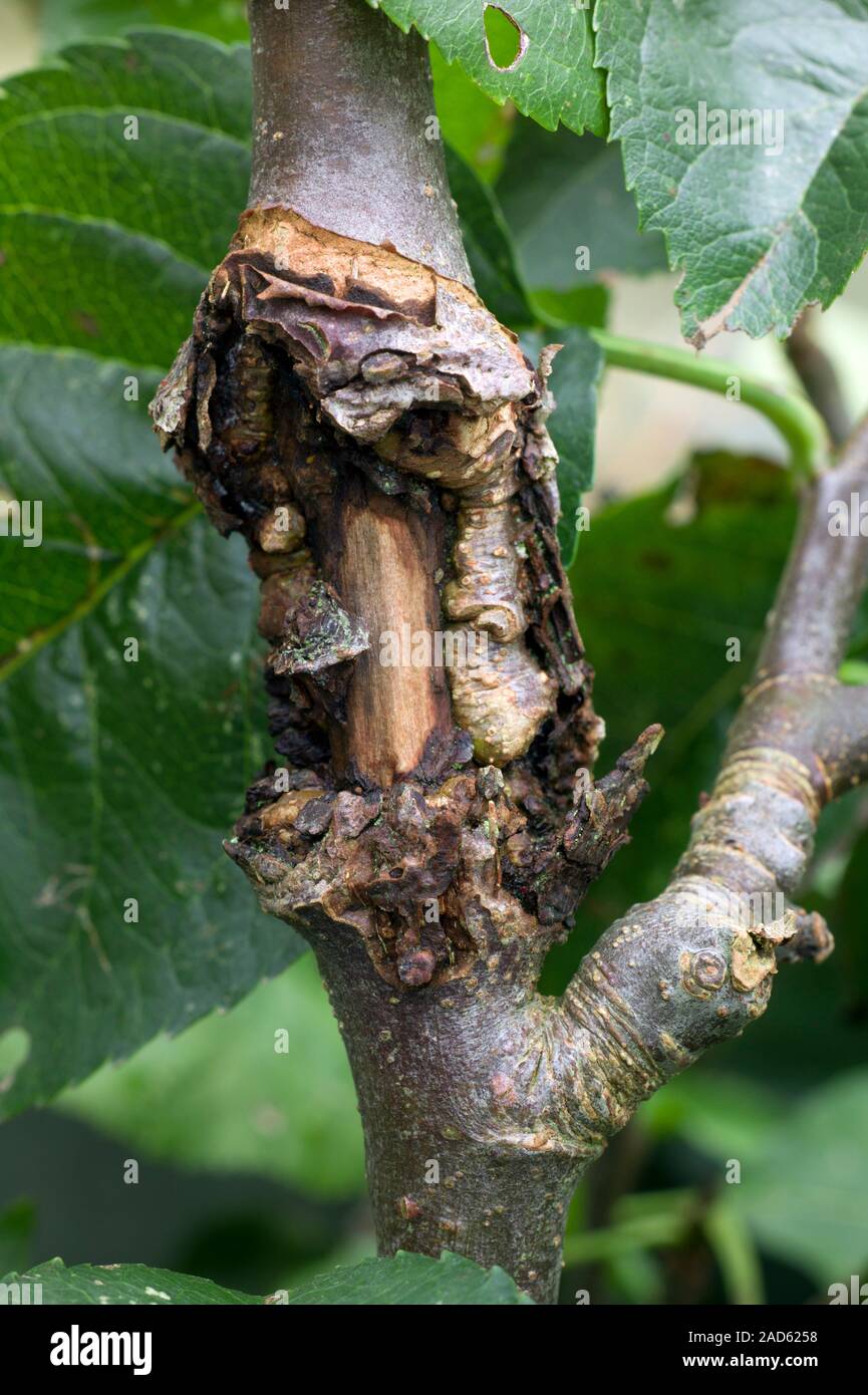 A twig of the apple, Malus domestica Blenheim Orange", showing the ...