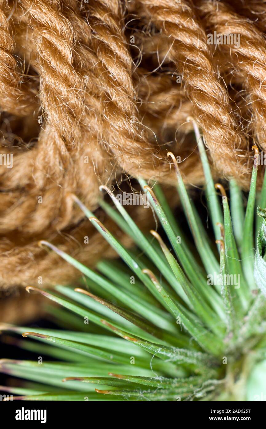 A fruit (burr) of great burdock, Arctium lappa (Lappa majus) attached ...