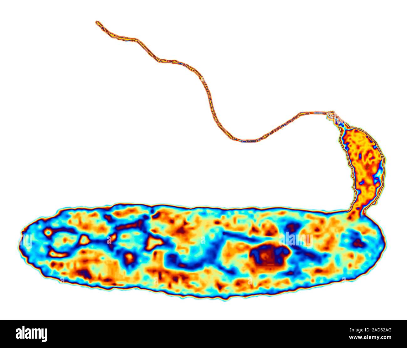 False colour TEM micrograph of the bacteria Bdellovibrio bacteriovorus ...