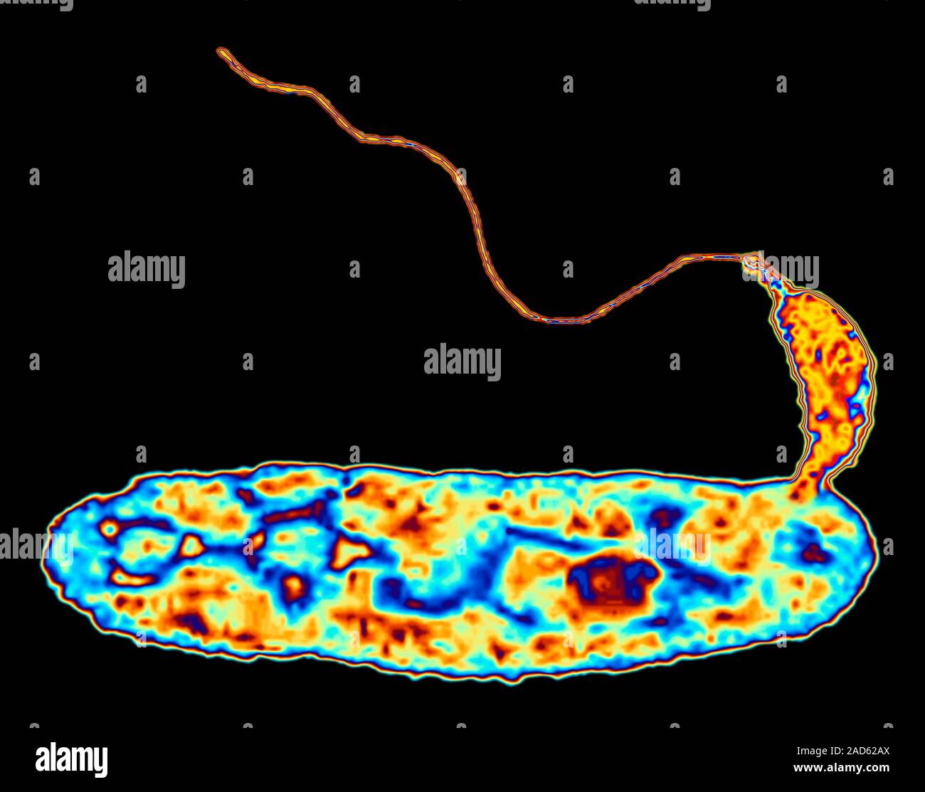 False colour TEM micrograph of the bacteria Bdellovibrio bacteriovorus ...