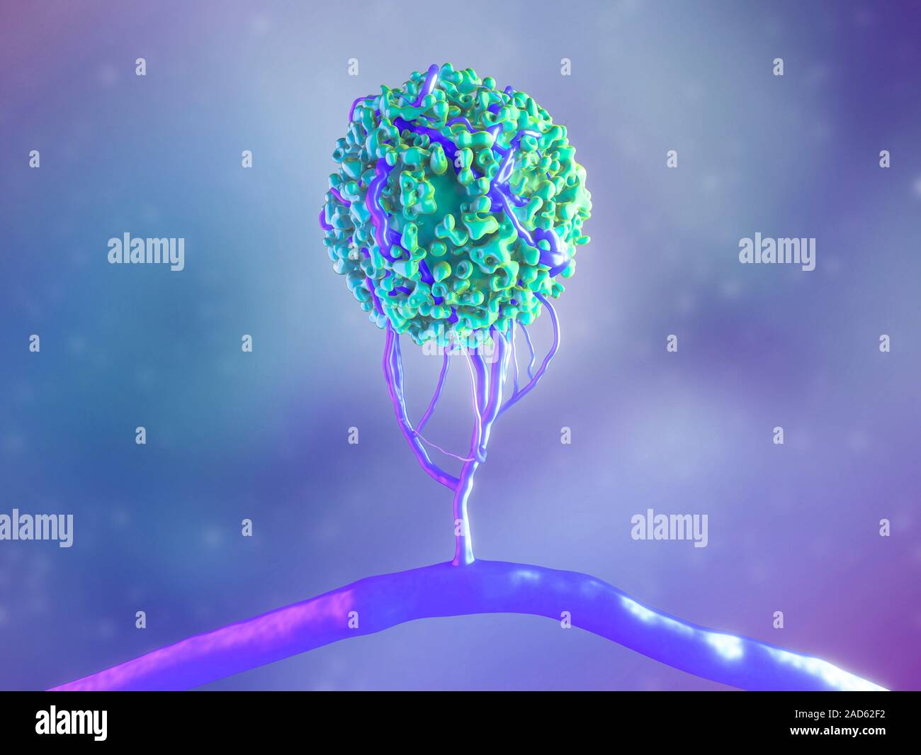 Blood vessel formation. Illustration showing a malignant (cancerous ...