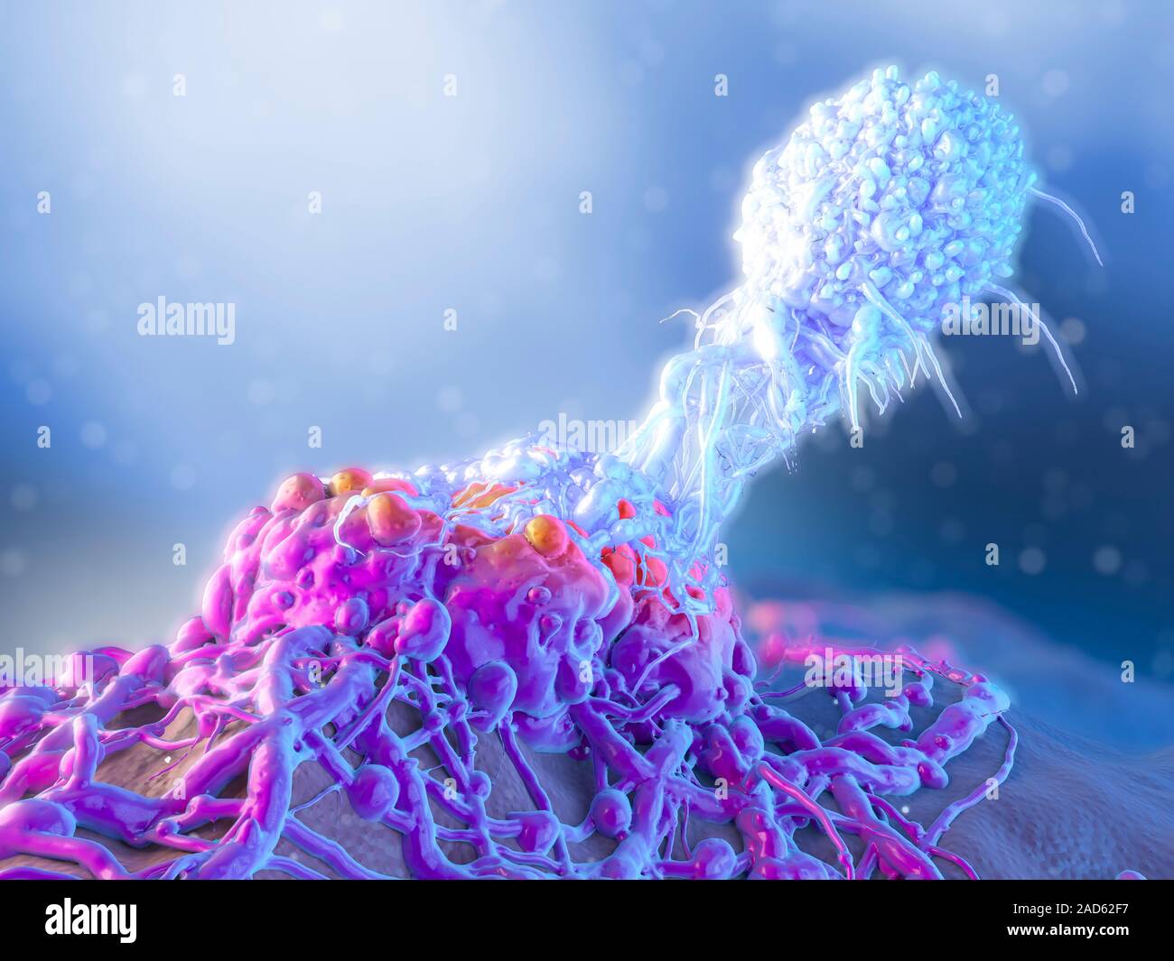 Illustration of a T-lymphocyte white blood cell (blue) destroying a ...