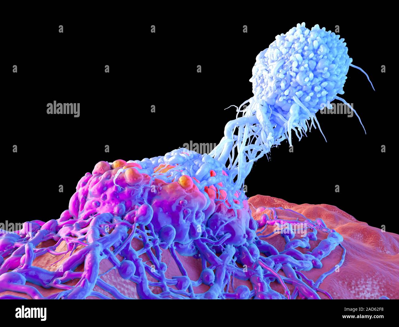Illustration of a T-lymphocyte white blood cell (blue) destroying a ...