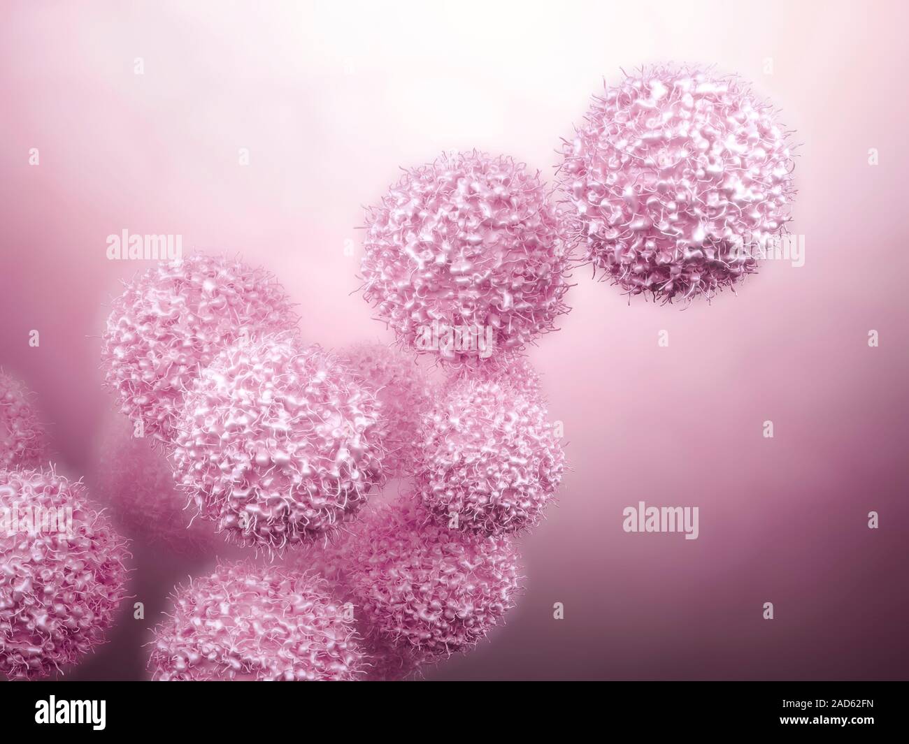 Cancer cells, illustration. Cancerous (malignant) cells divide rapidly ...
