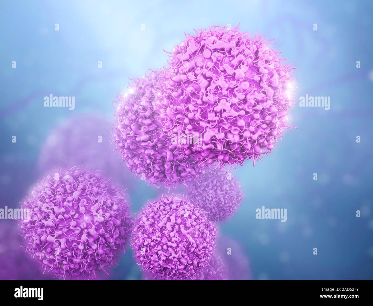Cancer cells, illustration. Cancerous (malignant) cells divide rapidly ...