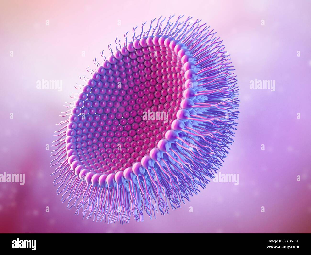 Inverse micelle. Cut-away illustration of phospholipids forming an ...