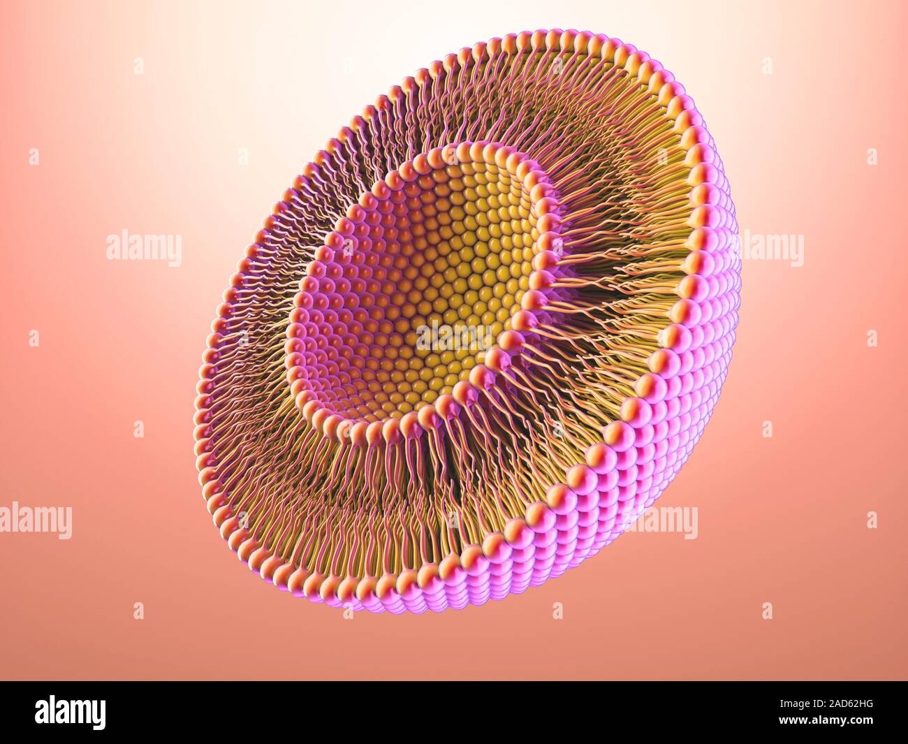 Liposome, cut-away illustration. This artificially-constructed ...