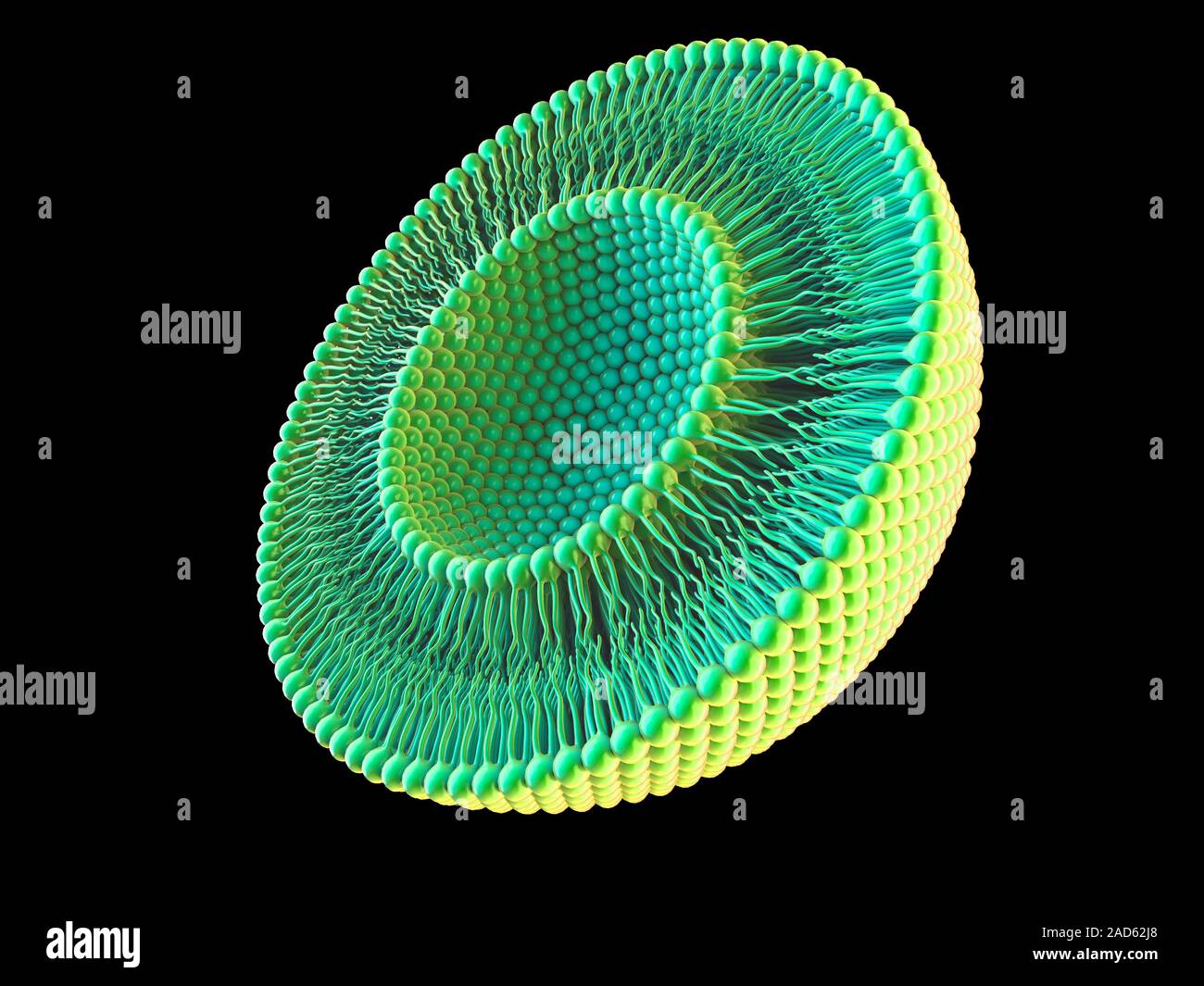 Liposome, cut-away illustration. This artificially-constructed ...