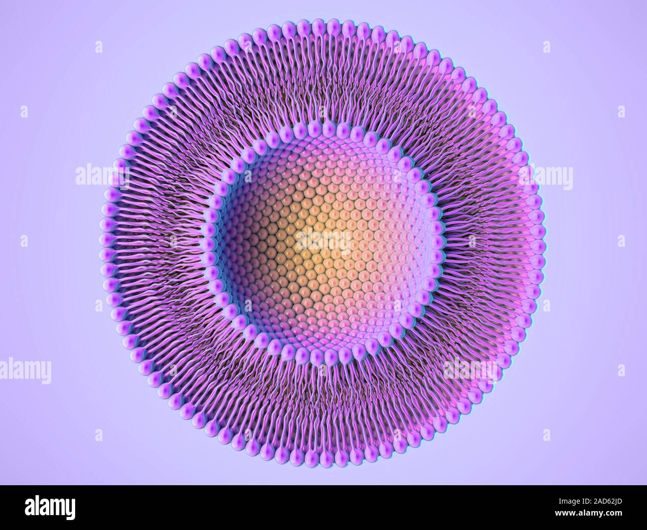 Liposome, cut-away illustration. This artificially-constructed ...