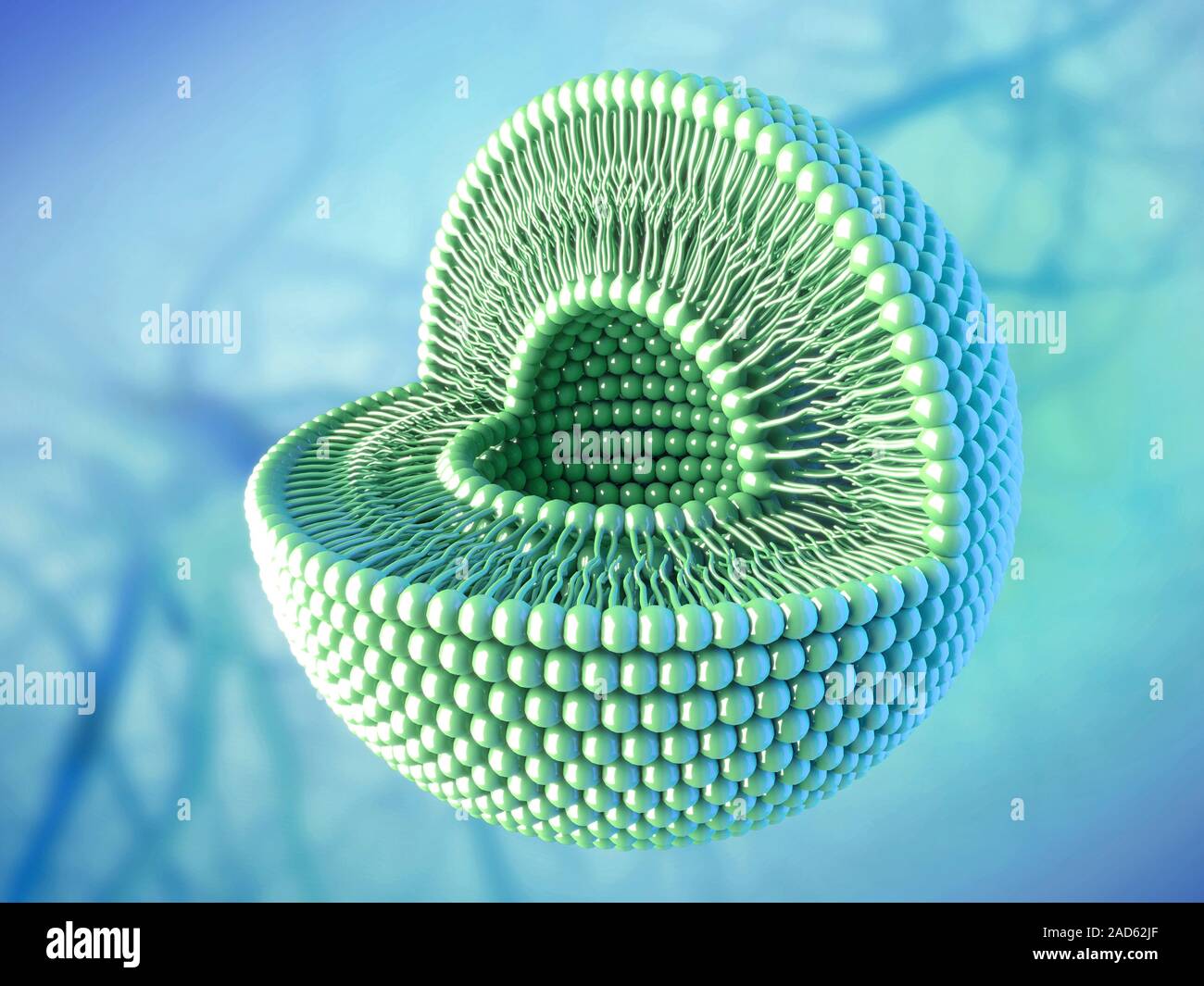 Liposome, cut-away illustration. This artificially-constructed ...
