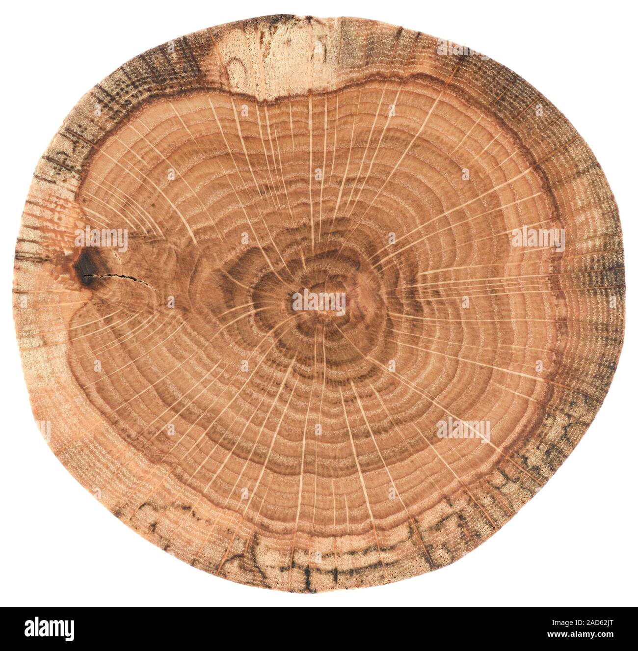 Piece of circular wood cross section with tree growth rings. Oak tree ...