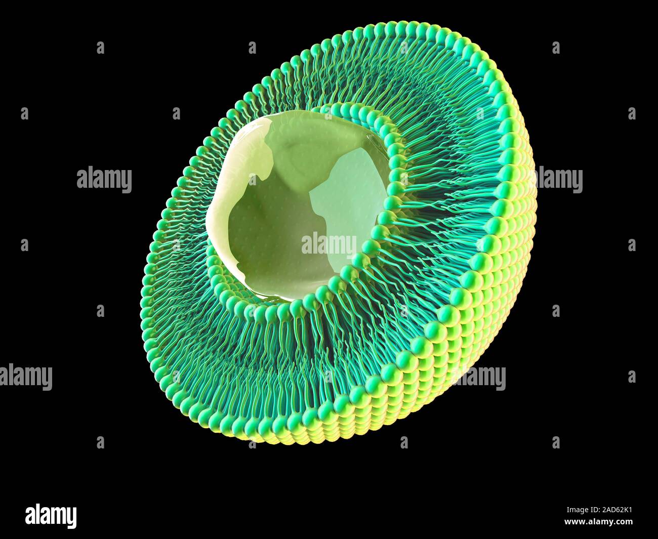 Liposome with water trapped in its core, cut-away illustration. This ...