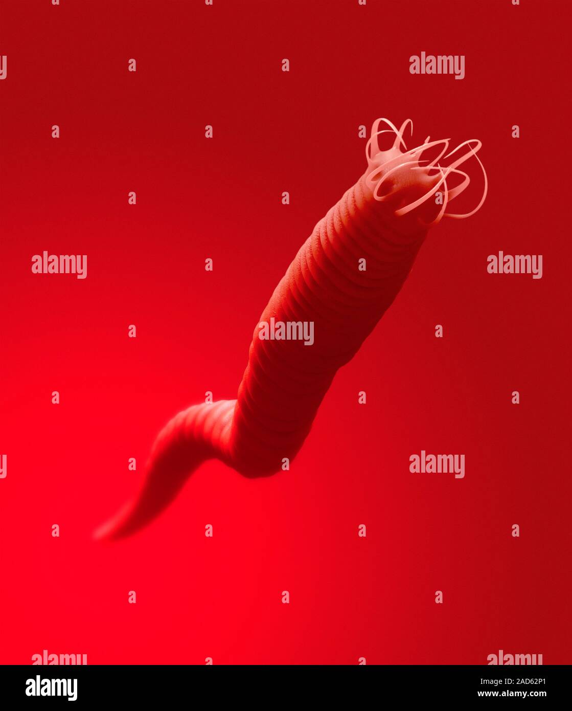 Hookworm. Illustration of the tail of a hookworm. Hookworms are ...