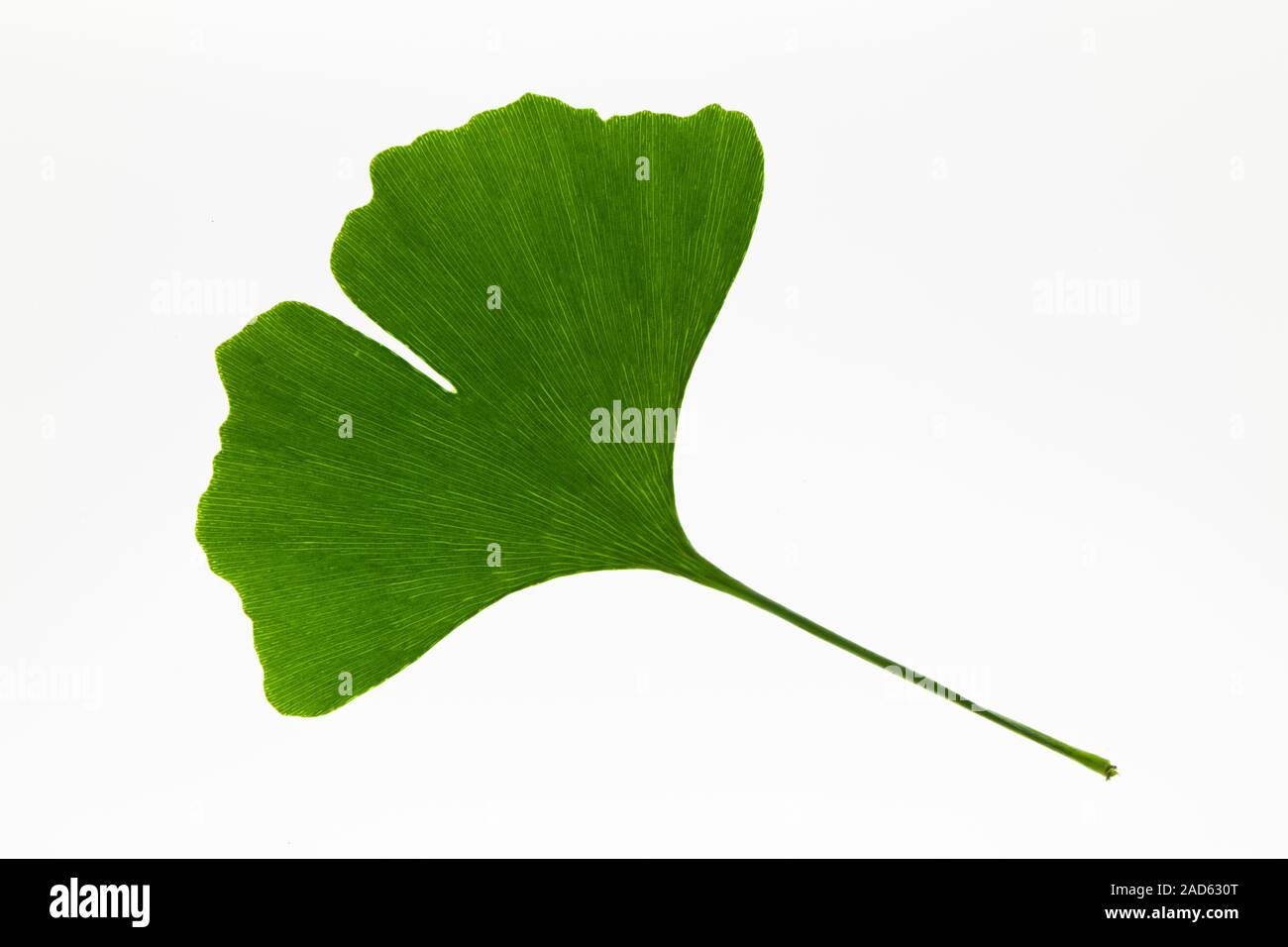Fresh ginkgo biloba leaf on a light box background Stock Photo - Alamy