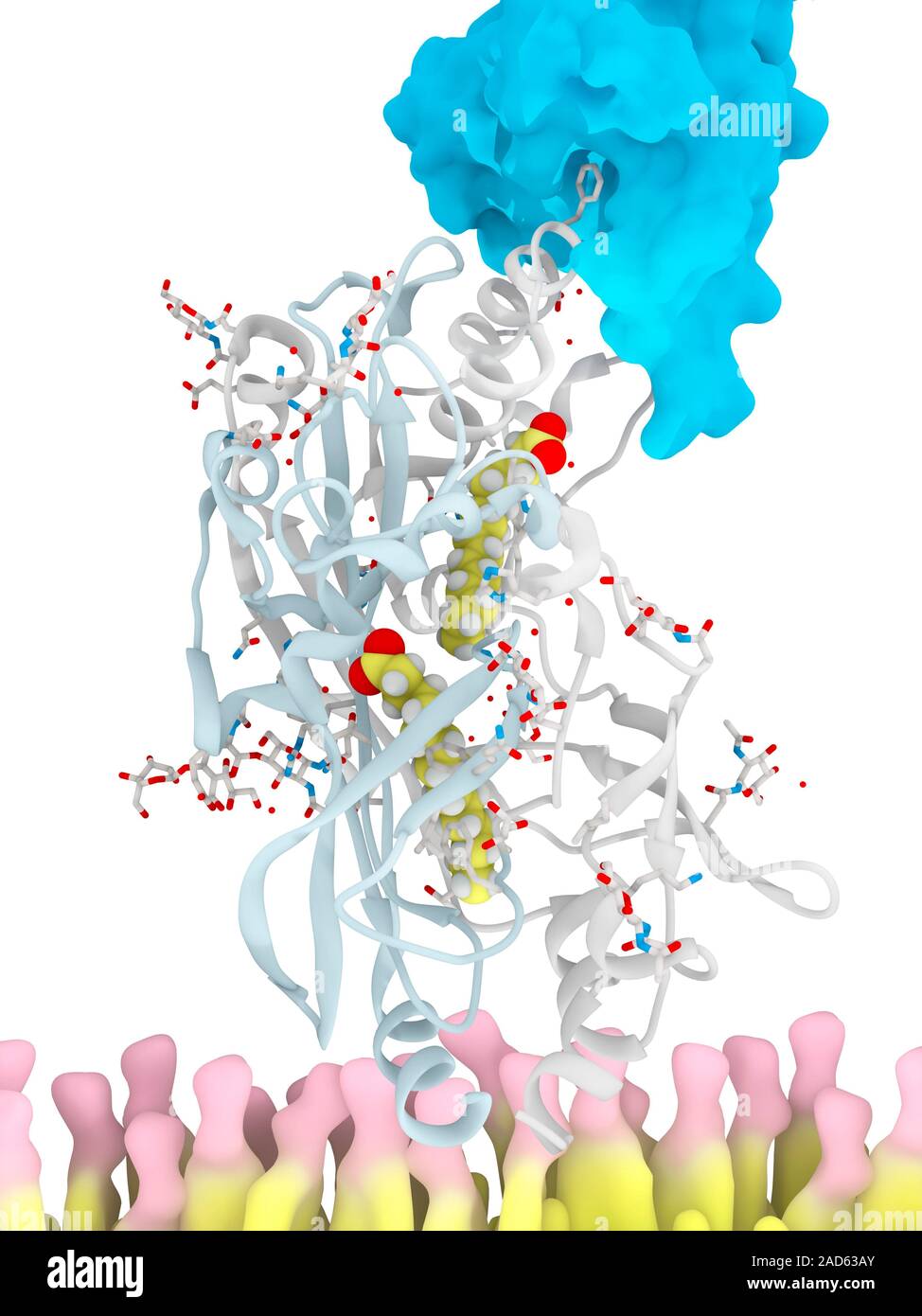 CD36 receptor and PfEMP1 protein, computer-generated molecular model ...
