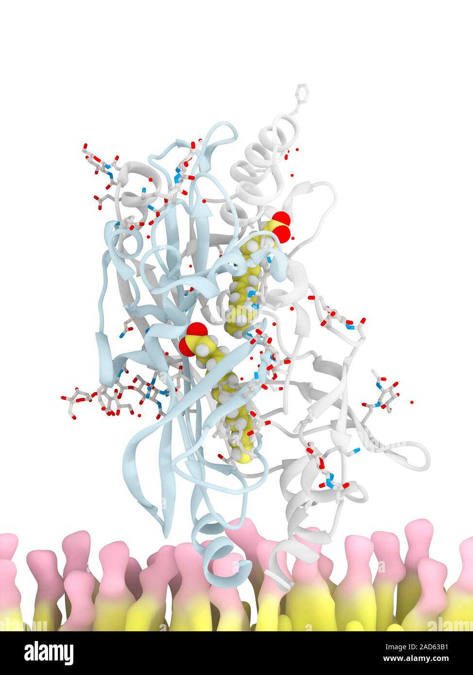 CD36 receptor and fatty acid transport, computer-generated molecular ...