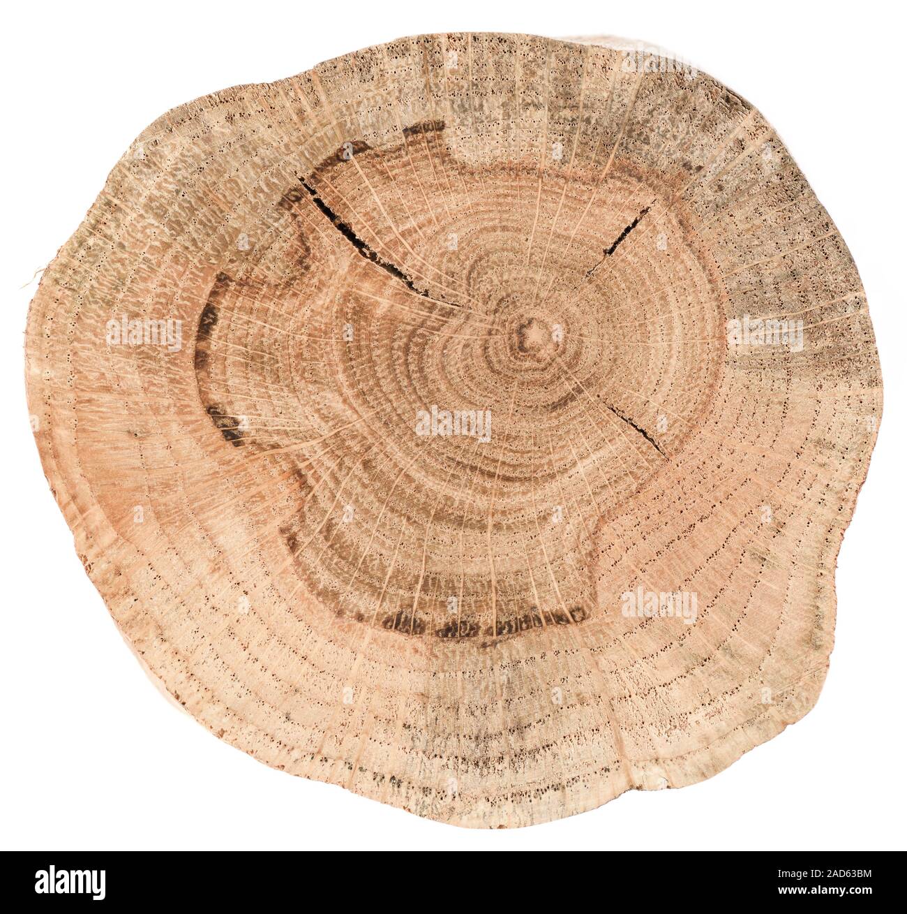 Oak tree slice texture. Irregular shape wood slab with annual rings and ...