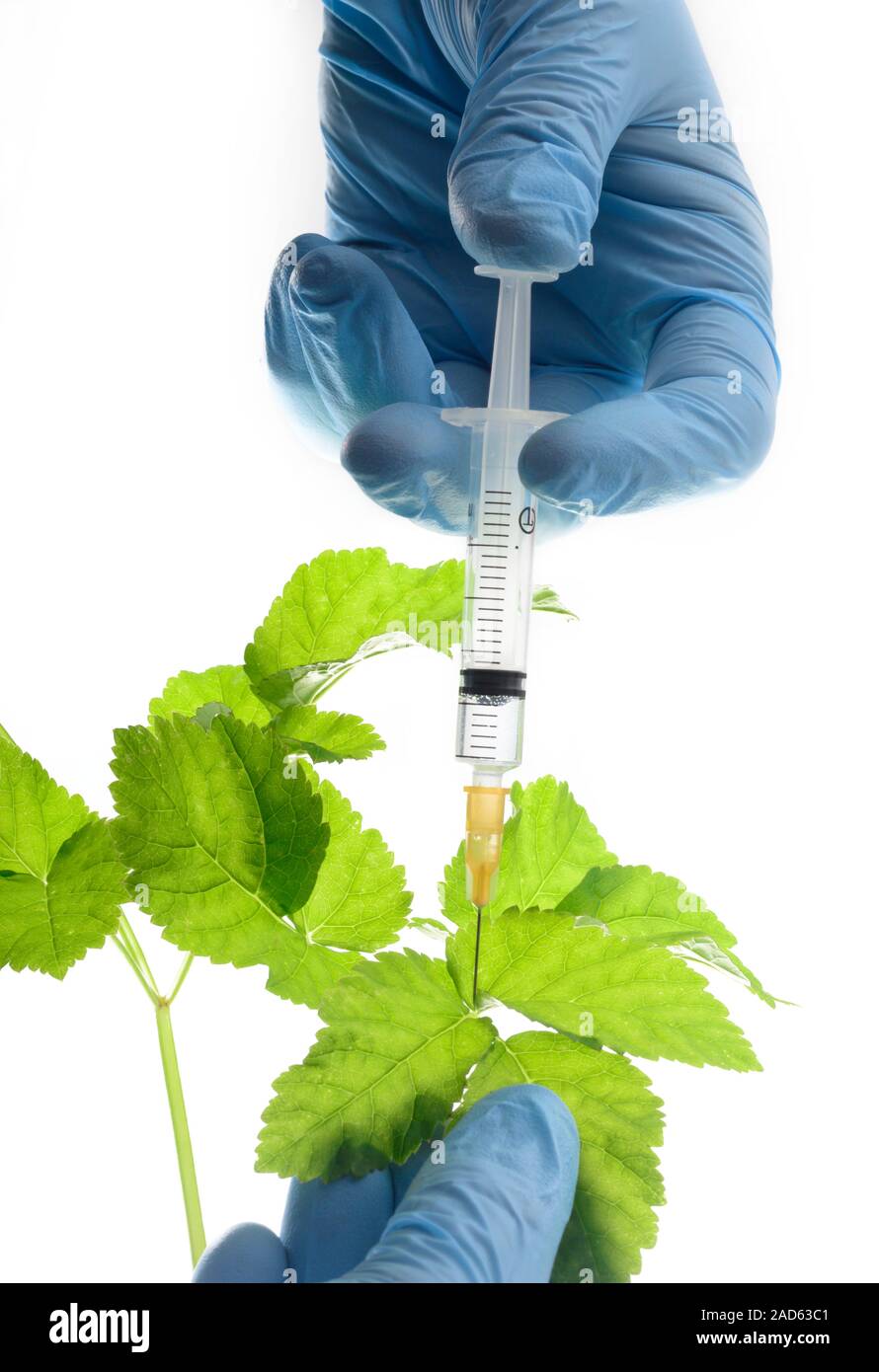 Injecting a plant leaf Stock Photo - Alamy