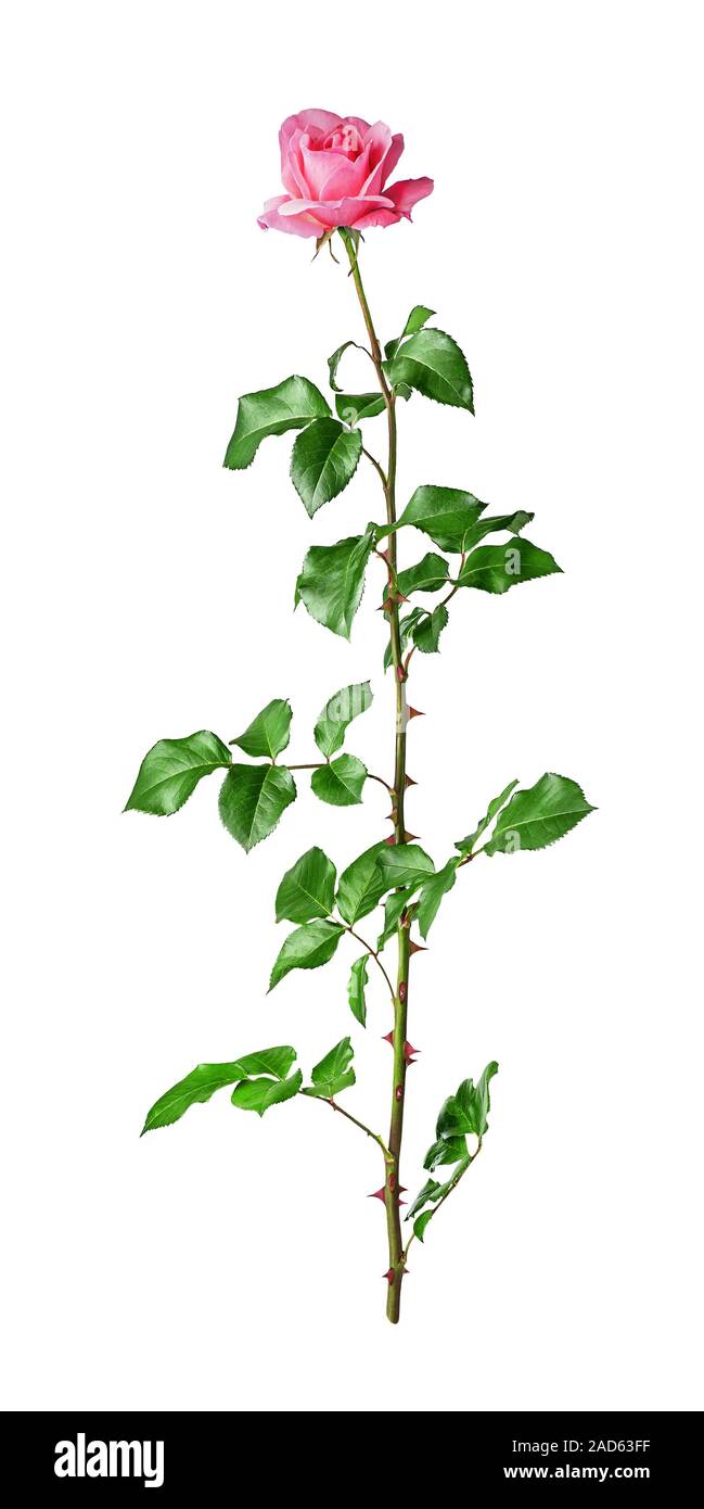 Rose stem Cut Out Stock Images & Pictures - Alamy